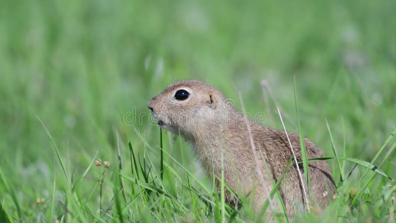 Gopher Spermophilus Pygmaeus Gopher is Hiding in the Grass Stock Video ...