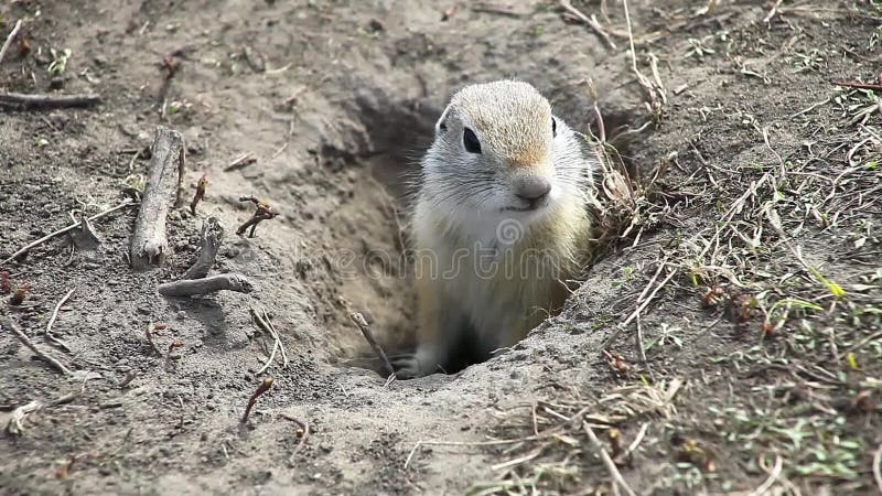 Arizona Desert Landscape with Fluffy White Clouds Stock Footage - Video ...