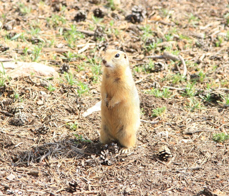 Gopher stock image. Image of looking, animal, standing - 66251945