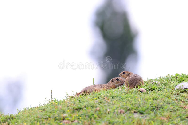 A Gopher Standing on Two Legs and Being Very Alert on Surroundings ...