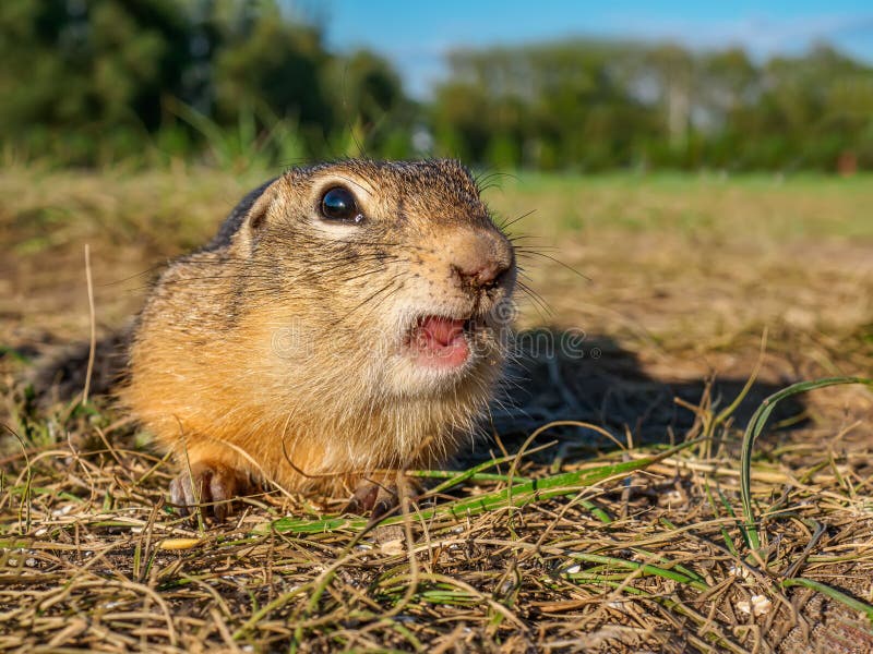 A Gopher is Standing in a Grassy Meadow with Opened Its Mouth ...
