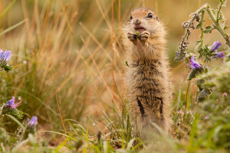 Standing Gopher stock image. Image of european, america - 57279321