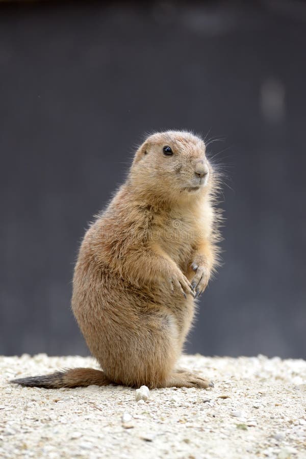 A Gopher Standing on Two Legs and Being Very Alert on Surroundings ...