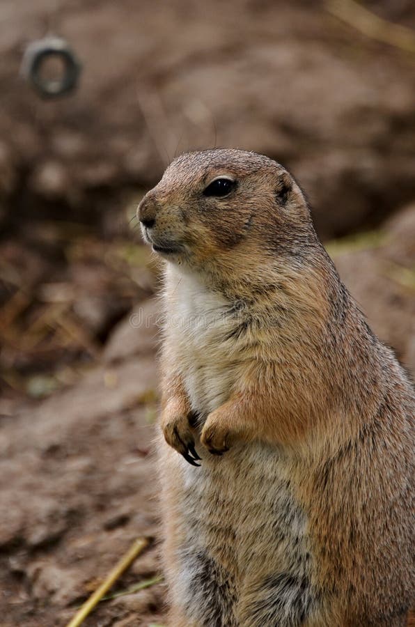 Gopher portrait stock photo. Image of wildlife, gopher - 204695062
