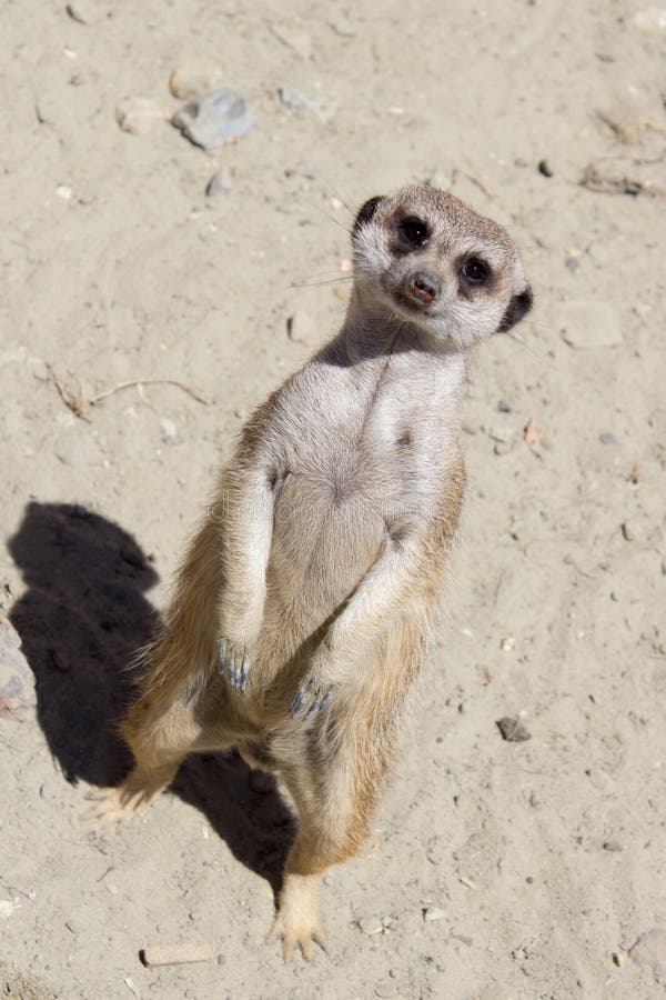 Gopher standing stock photo. Image of staring, standing - 55851460