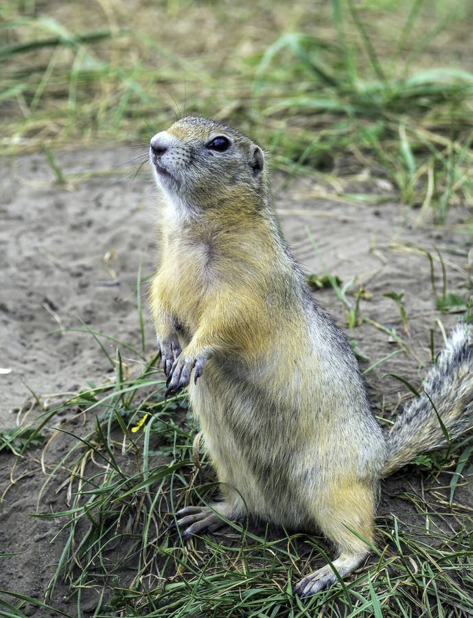 Gopher is Standing on Its Hind Legs on the Grassy Field Stock Image ...