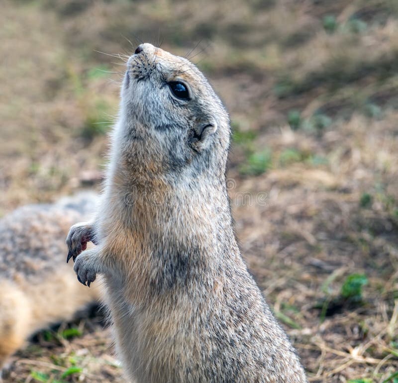 Gopher is Standing on Its Hind Legs on the Grassy Field Stock Image ...