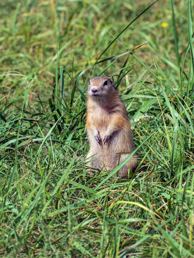 Gopher is Standing on Its Hind Legs on the Grassy Field Stock Image ...