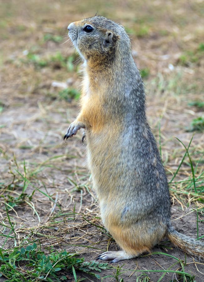Gopher is Standing Vertical on Its Hind Legs and Looking Around on a ...