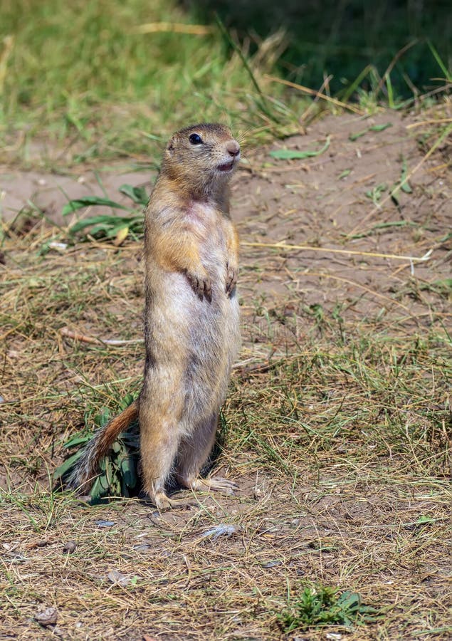 Gopher is Standing on Its Hind Legs on the Grassy Field and Looking ...