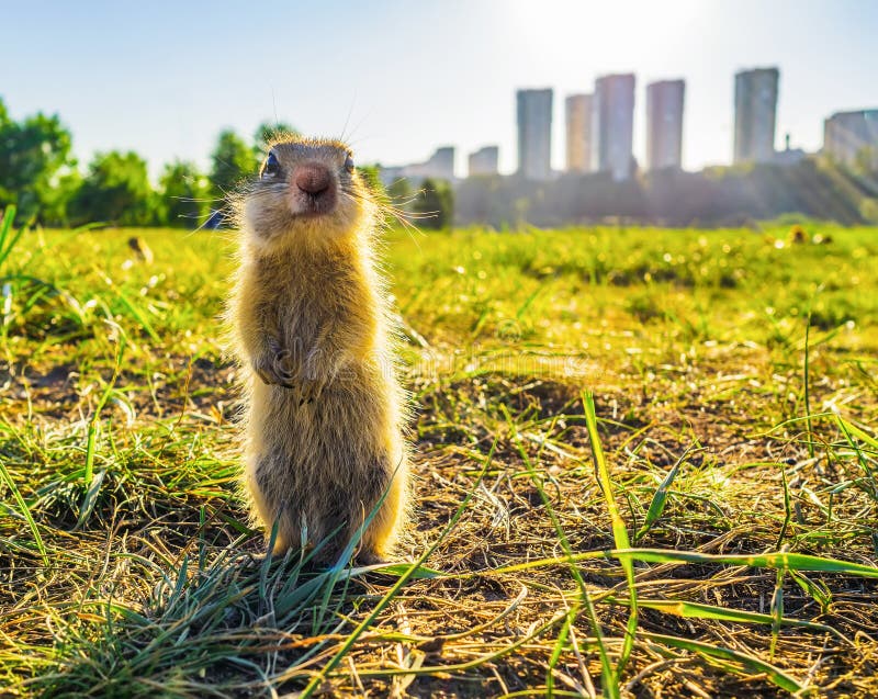 Gopher Standing on Its Hind Legs at Sunset on a Grassy Meadow and ...