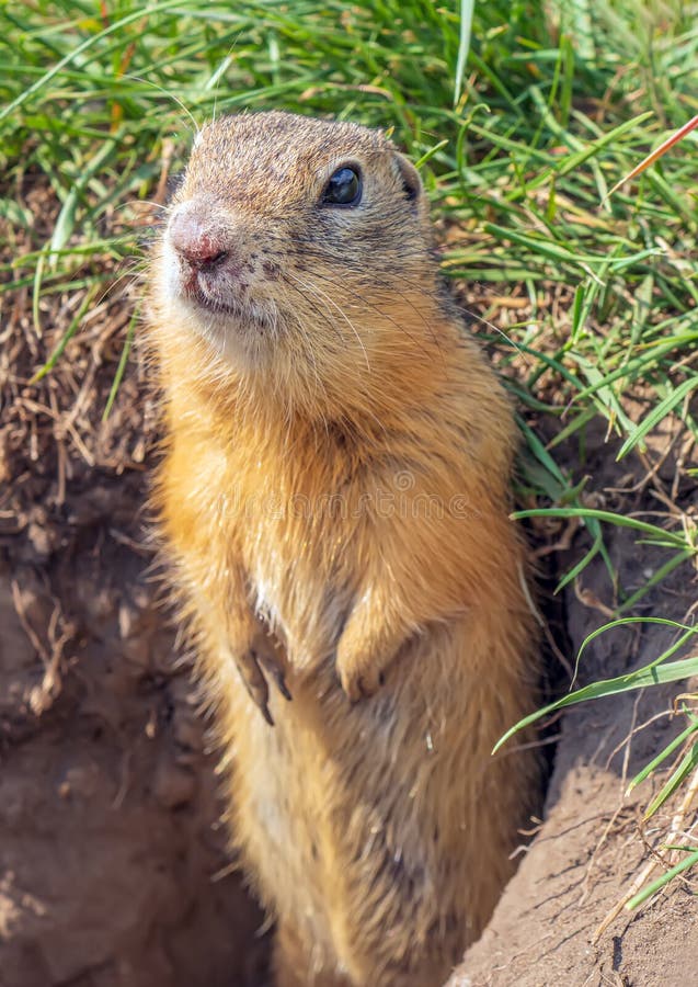 Gopher is Standing on the Lawn Near Its Hole and Looking at the Camera ...