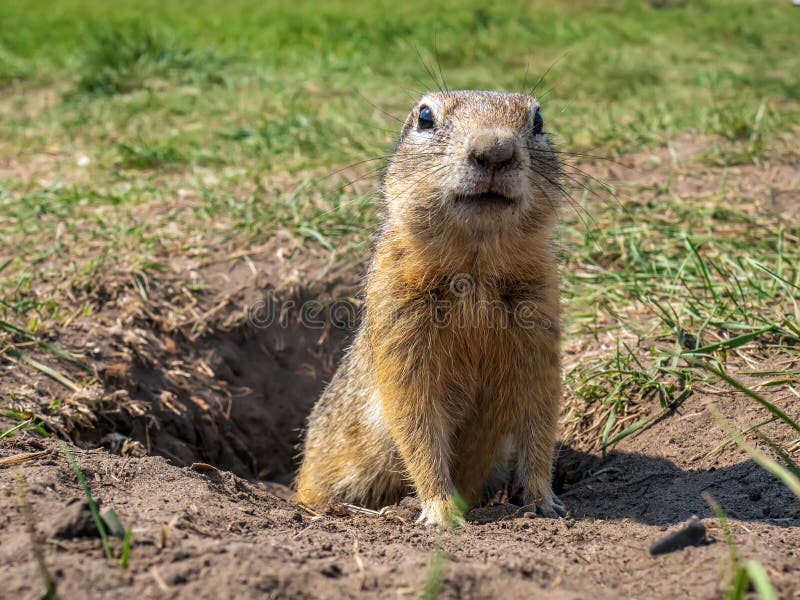 Gopher is Standing on the Lawn Near Its Hole and Looking at the Camera ...