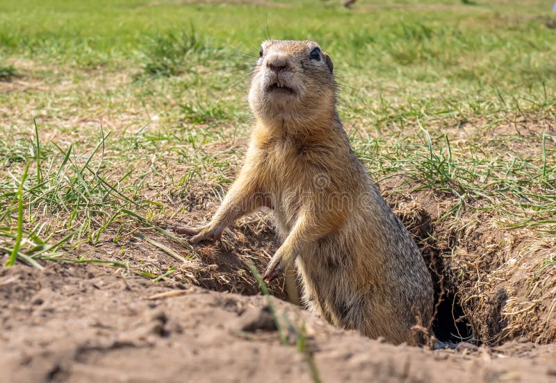 Gopher is Standing on the Lawn Near Its Hole and Looking at the Camera ...