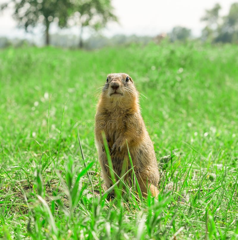 Gopher standing up stock photo. Image of ground, fauna - 15832472