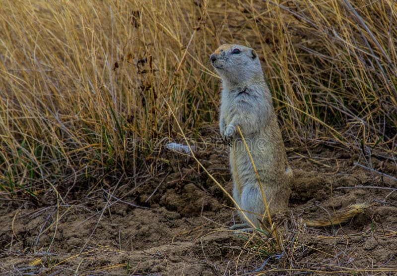 Gopher Standing Near Cover stock photo. Image of grasses - 52171042