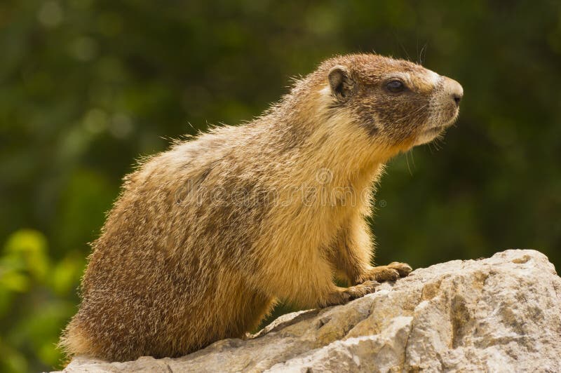 Gopher standing up stock photo. Image of ground, fauna - 15832472