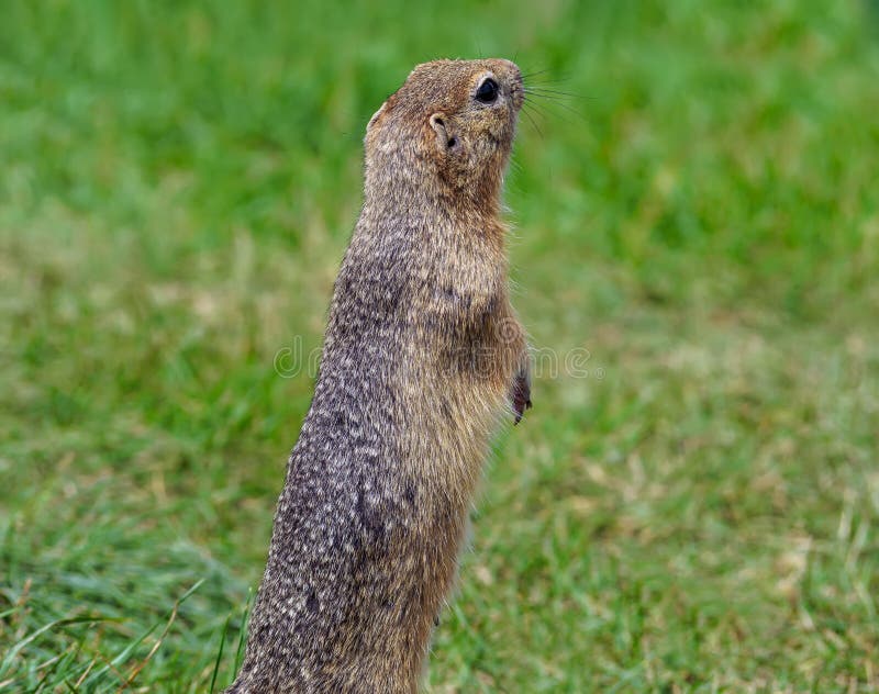 Gopher is Standing Vertical on Its Hind Legs and Looking Around on a ...