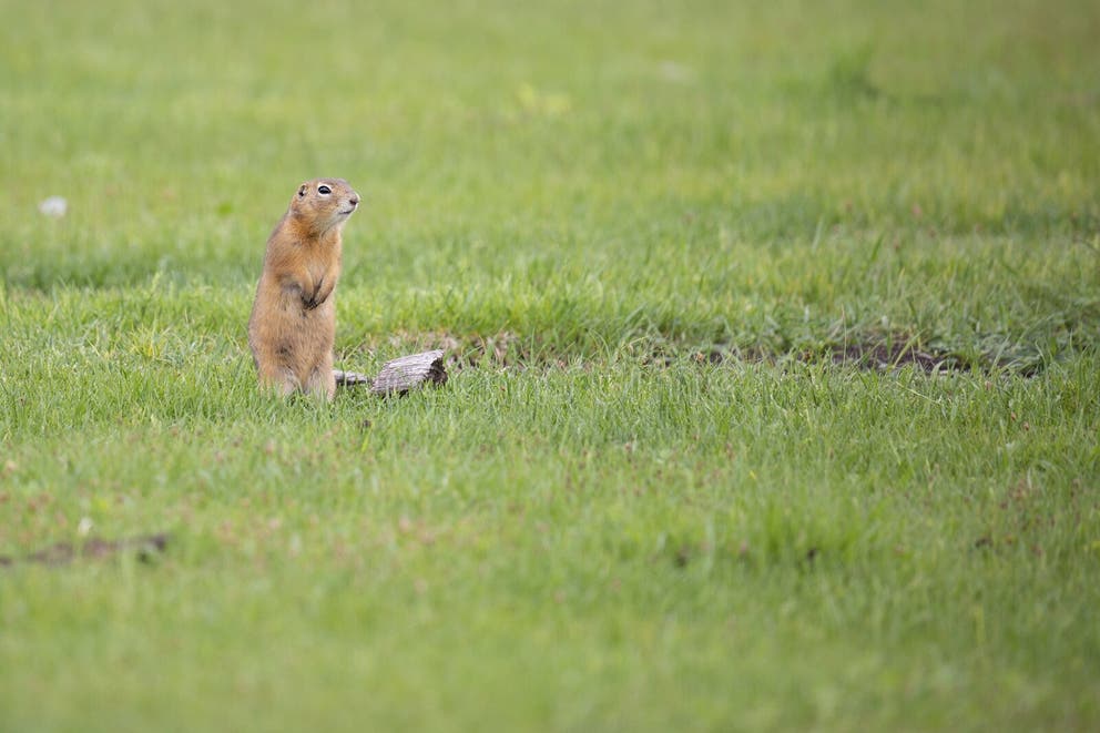 Gopher Stands in the Grass on Summer Day Stock Image - Image of wild ...