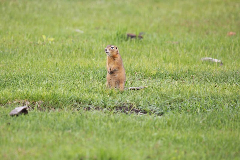 Gopher Stands in the Grass on Summer Day Stock Image - Image of natural ...