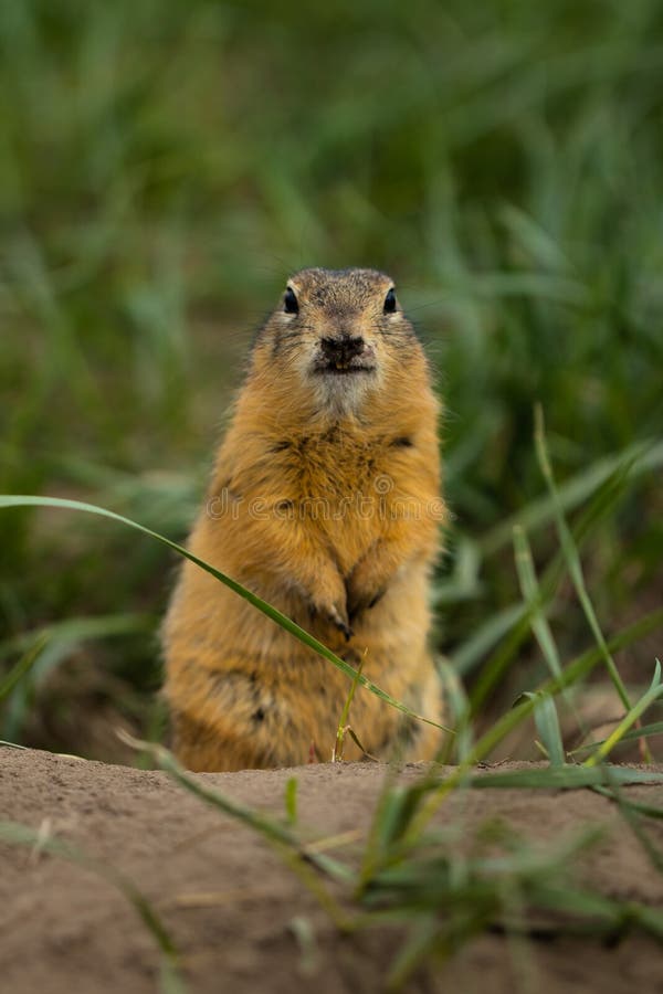 stock image. Image of duty, listens, noises, pelt, little - 33714607