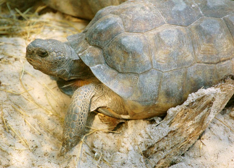 Gopher Tortoise stock photo. Image of endangered, desert - 12096834