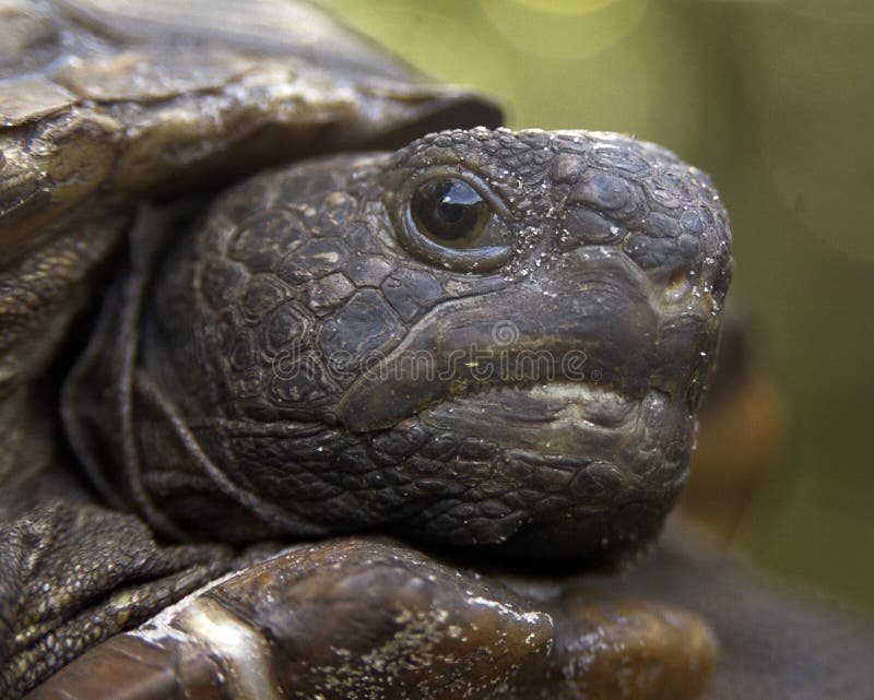 Gopher Tortoise Gopherus Polyphemus Stock Image - Image of conservation ...