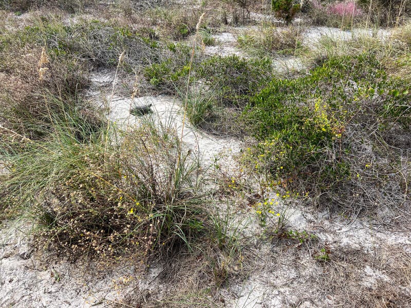 Gopher Footprints Stock Photos - Free & Royalty-Free Stock Photos from ...