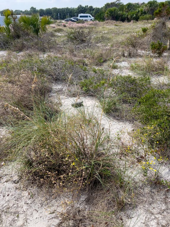 A Gopher Tortoise on a Beach in Florida Stock Photo - Image of prints ...