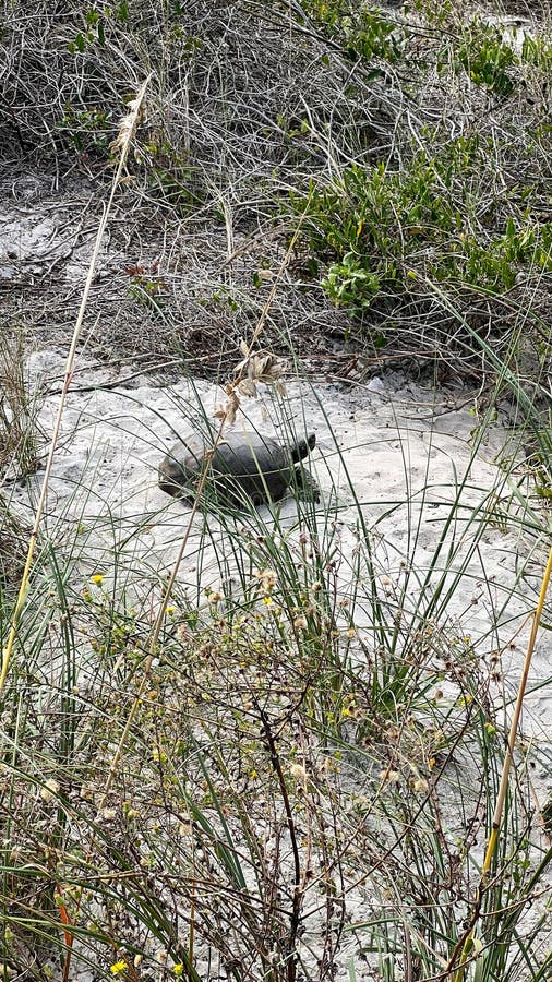 A Gopher Tortoise on a Beach in Florida Stock Photo - Image of ...