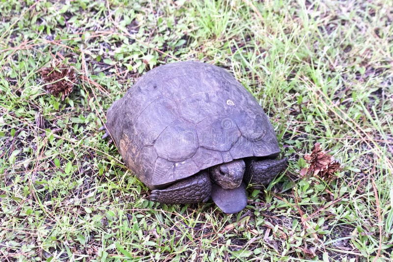 A Gopher Tortoise in a Defensive Position in the Grass. Stock Image ...