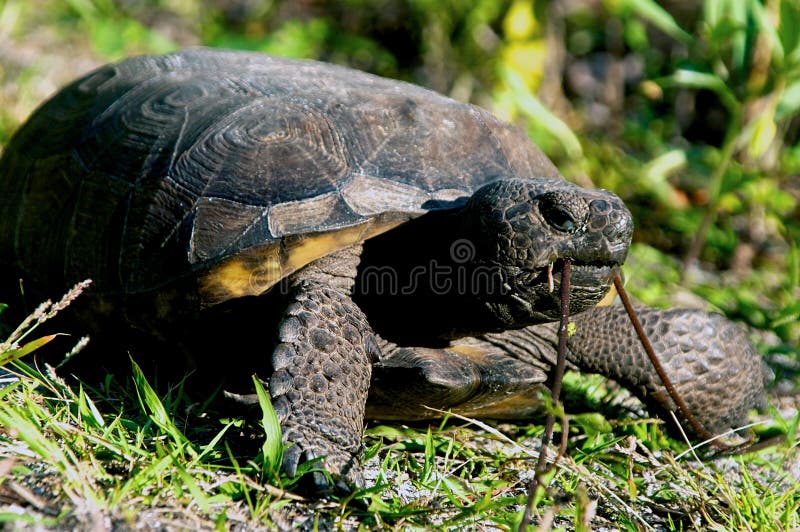 Gopher tortoise eating stock image. Image of reptile - 22983543