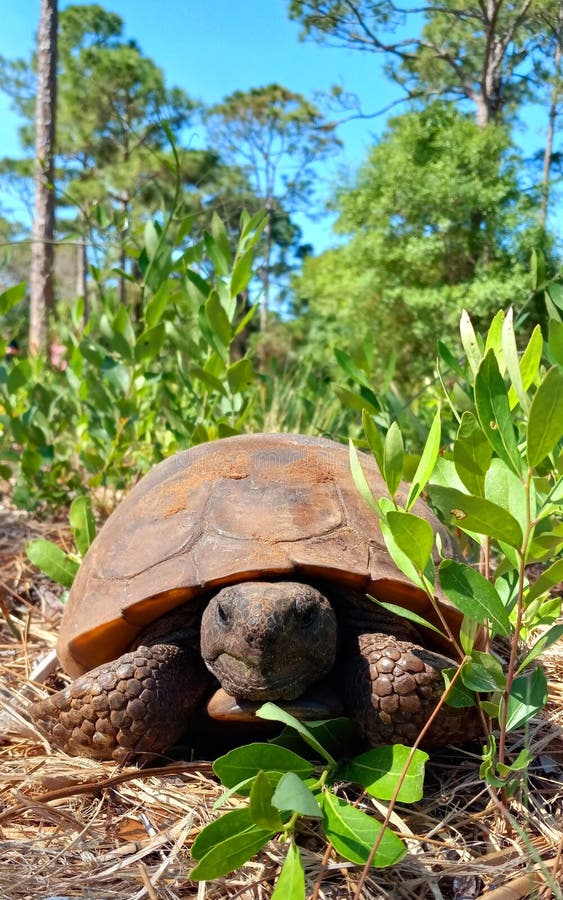 Gopher Tortoise stock image. Image of flatwoods, amphibian - 276623263
