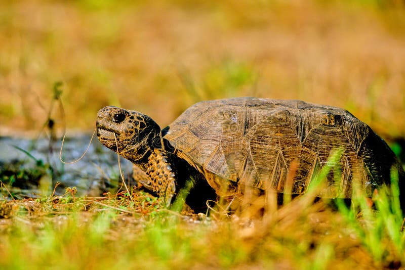 Gopher Tortoise, Gopherus Polyphemus Stock Image - Image of east ...