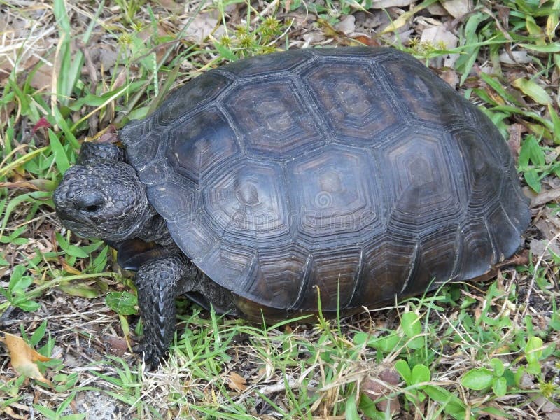Gopher Tortoise (Gopherus Polyphemus) Stock Image - Image of gopher ...