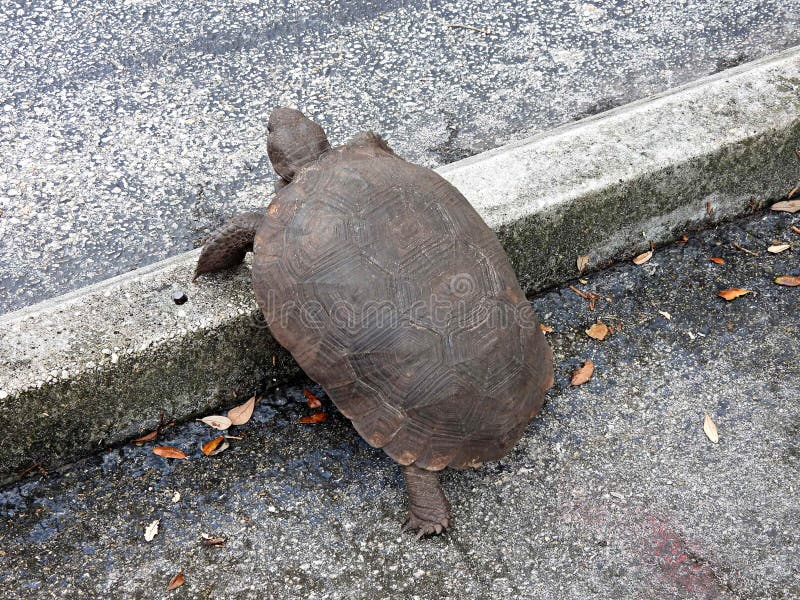 1,229 Tortoise Profile Stock Photos - Free & Royalty-Free Stock Photos ...