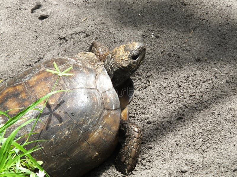 Gopher Tortoise Gopherus Polyphemus Stock Image - Image of gopherus ...
