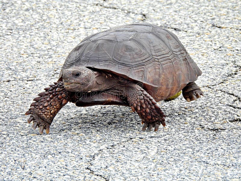 Gopher Tortoise Gopherus Polyphemus Stock Image - Image of gopher, road ...