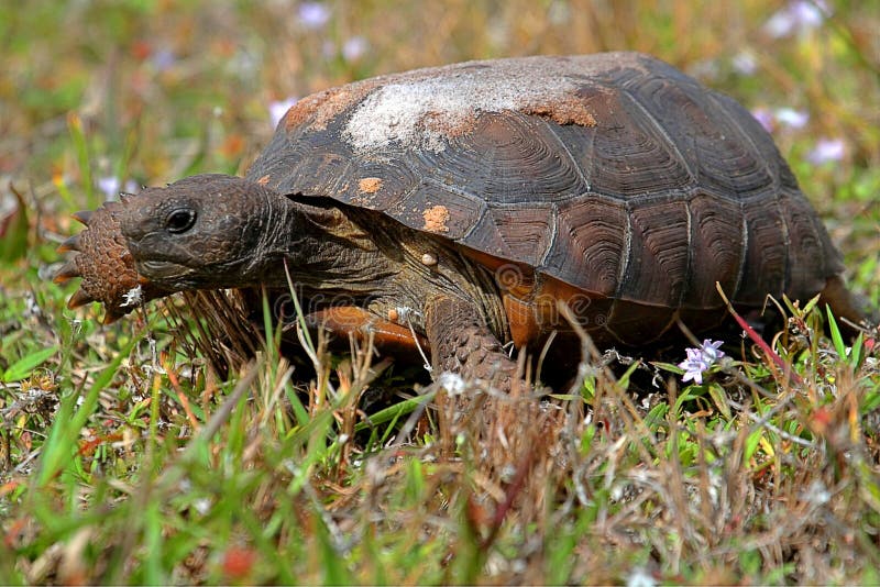 Gopher Tortoise (Gopherus Polyphemus) Stock Image - Image of wild ...