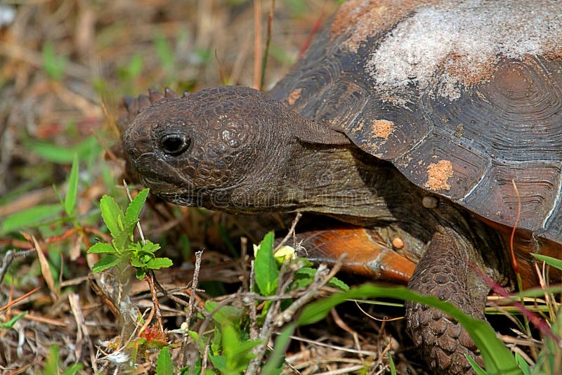 Gopher Tortoise (Gopherus Polyphemus) Stock Photo - Image of shell ...