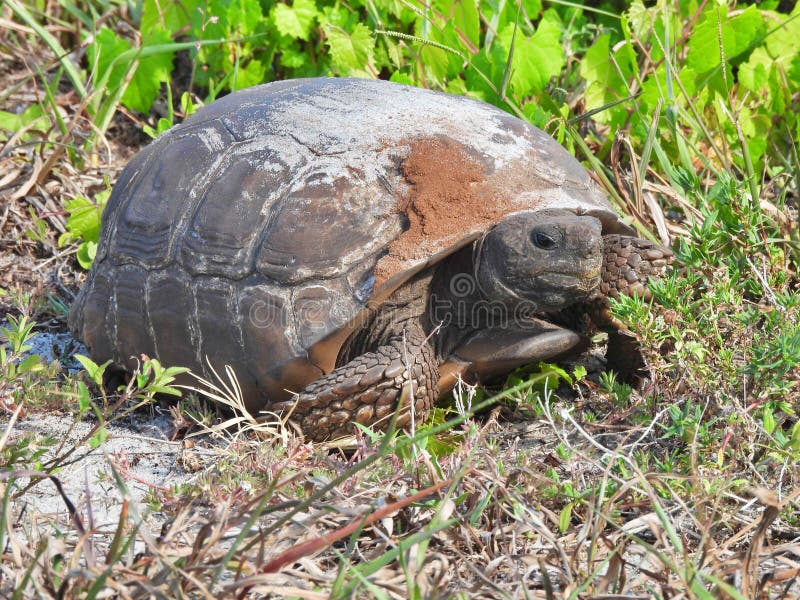 Gopher Tortoise Gopherus Polyphemus Stock Image - Image of field, grass ...