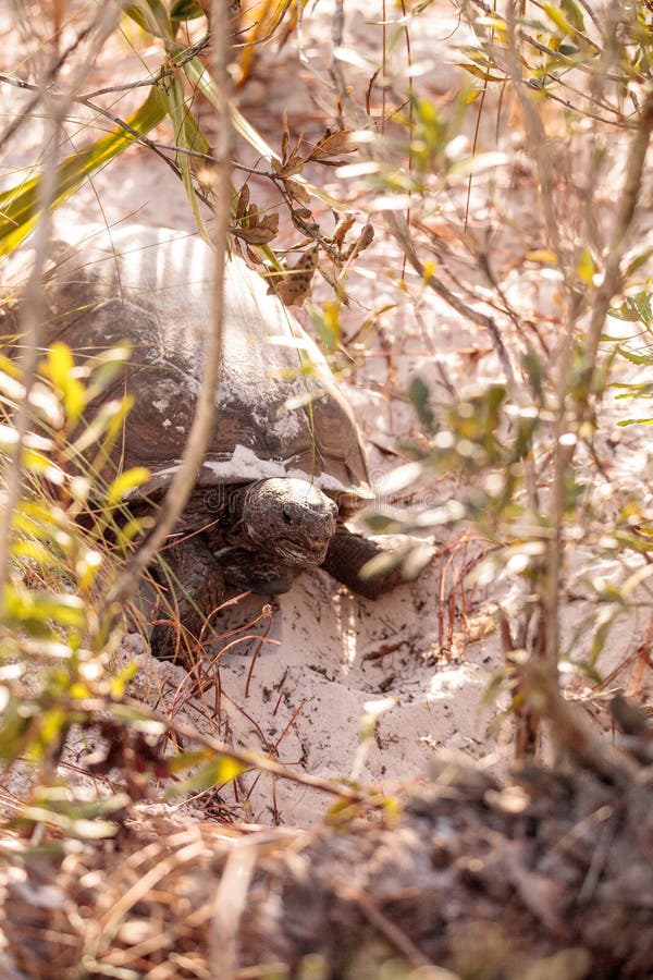 Gopher Tortoise Gopherus Polyphemus Stock Image - Image of shell ...