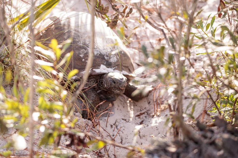 Gopher Tortoise Gopherus Polyphemus Stock Photo - Image of shell ...