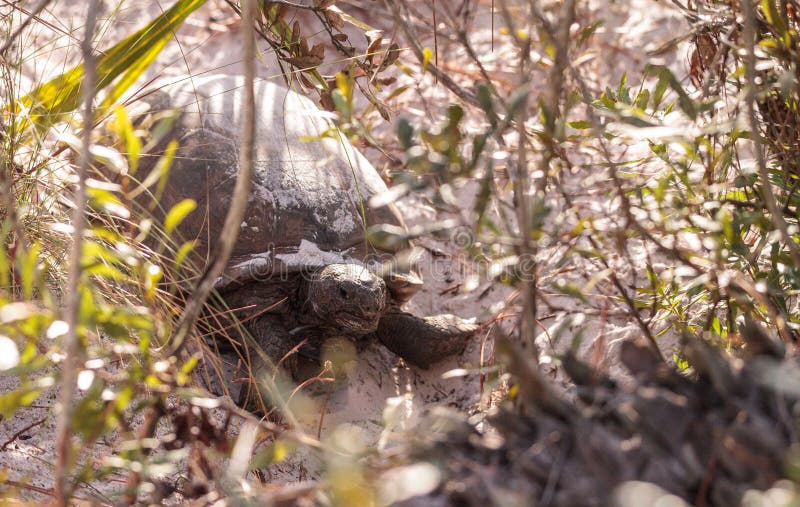 Gopher Tortoise Gopherus Polyphemus Stock Image - Image of endangered ...