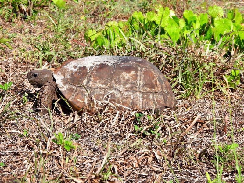 Gopher Tortoise Gopherus Polyphemus Stock Photo - Image of gopher ...