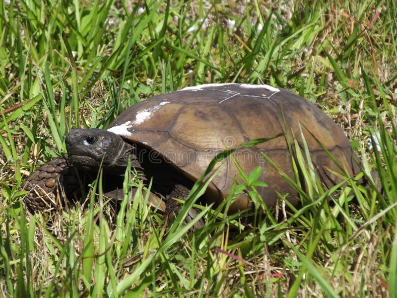 Gopher Tortoise (Gopherus Polyphemus) Stock Image - Image of polyphemus ...