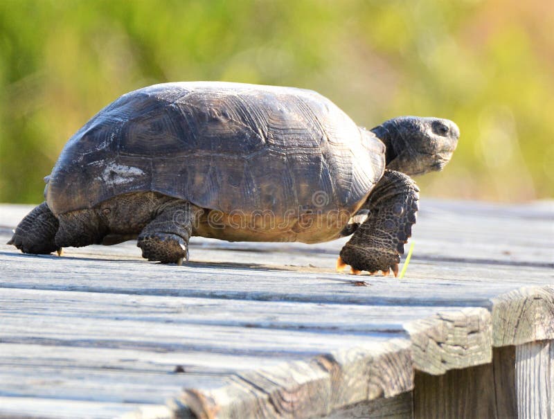 The Gopher Tortoise Keeps a Sharp Watch Over Her Beach Home Landscape ...