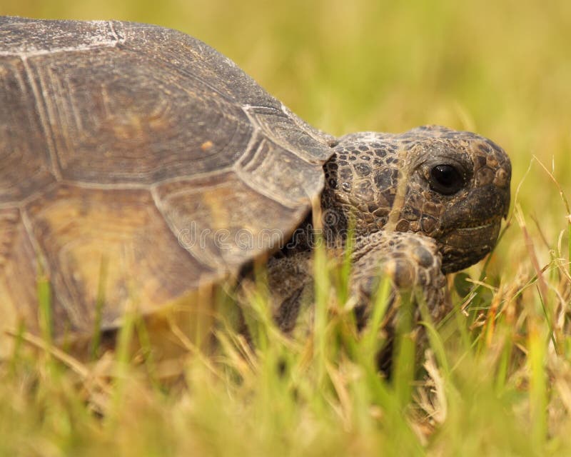 Endangered Gopher Tortoise Nesting Area Sign Stock Photo - Image of ...
