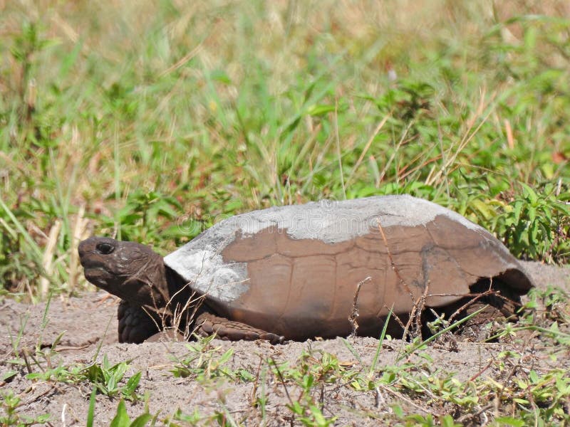 Gopher Tortoise Gopherus Polyphemus Stock Photo - Image of reptile ...