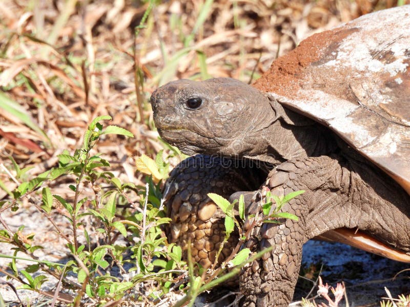 Gopher Tortoise Gopherus Polyphemus Stock Photo - Image of outdoors ...
